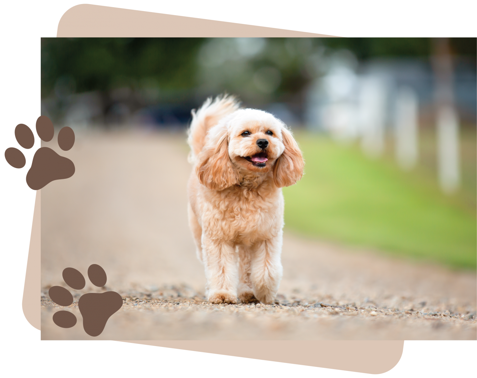 Our Dogs - Waterhill Cavoodles | Theodores