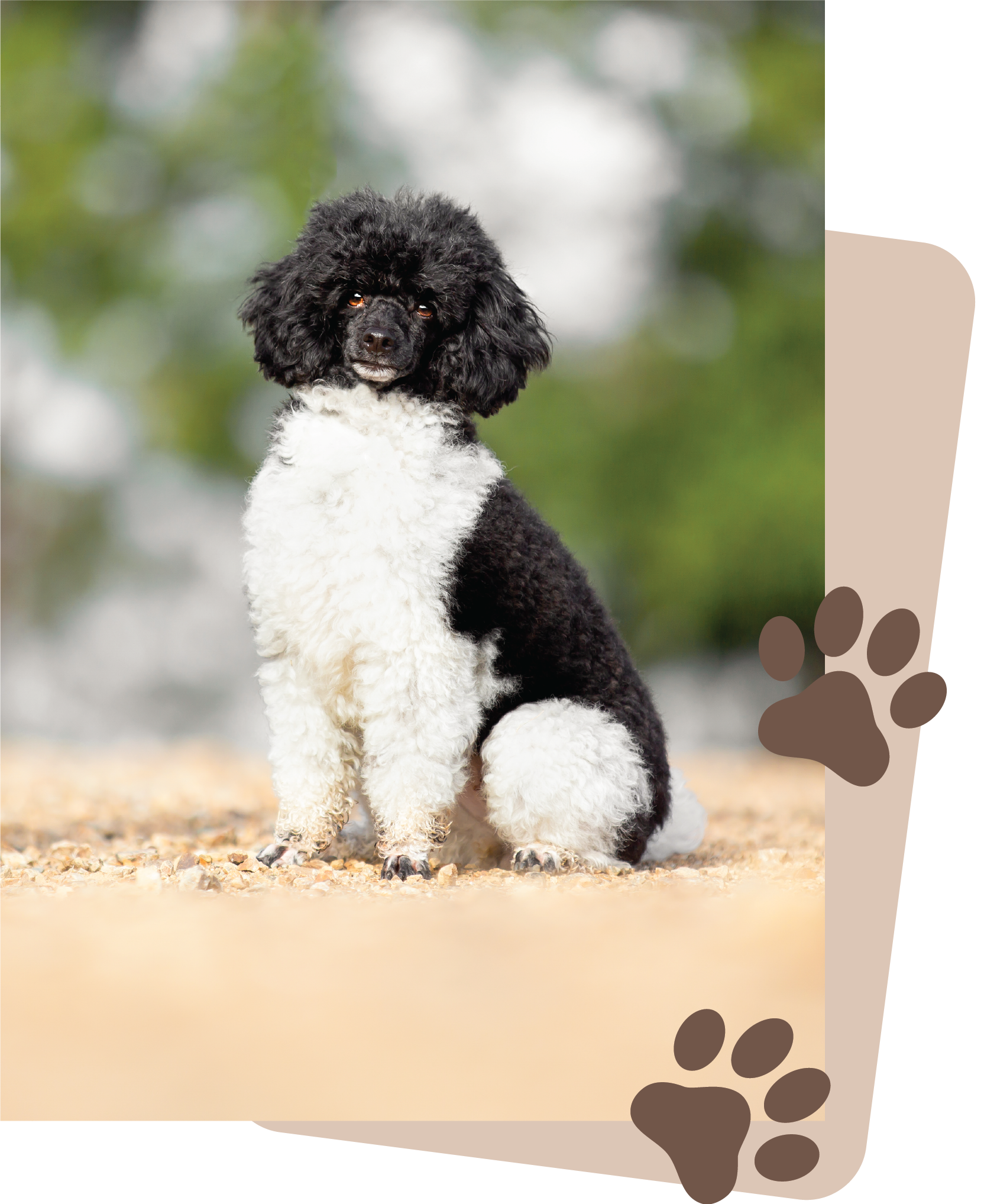 Our Dogs - Waterhill Cavoodles | Theodores
