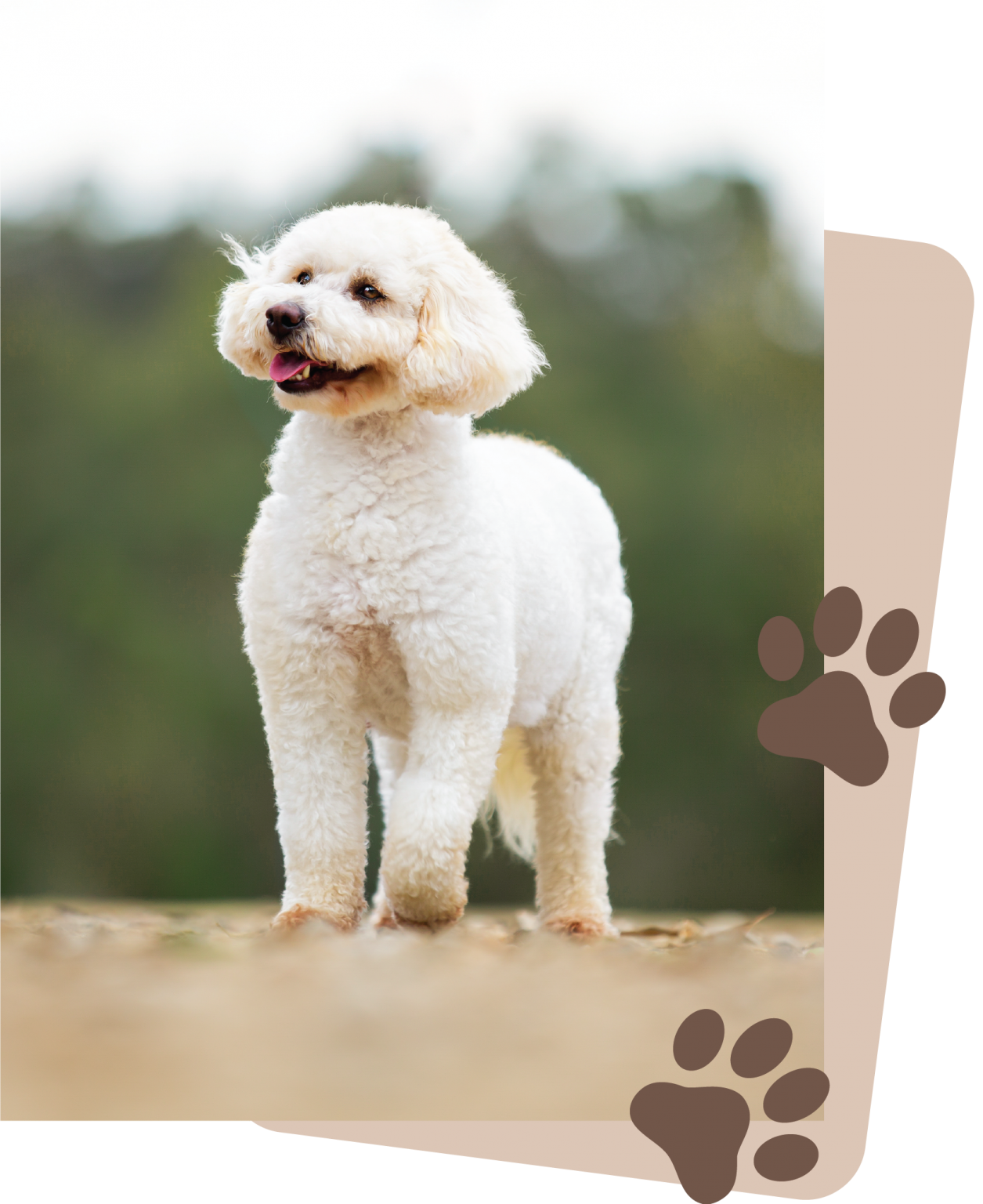 Our Dogs - Waterhill Cavoodles | Theodores