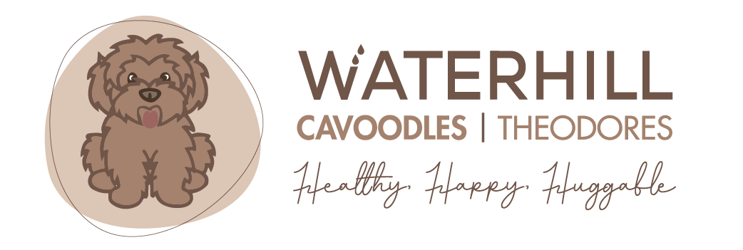 Coat Types Explained - Waterhill Cavoodles | Theodores