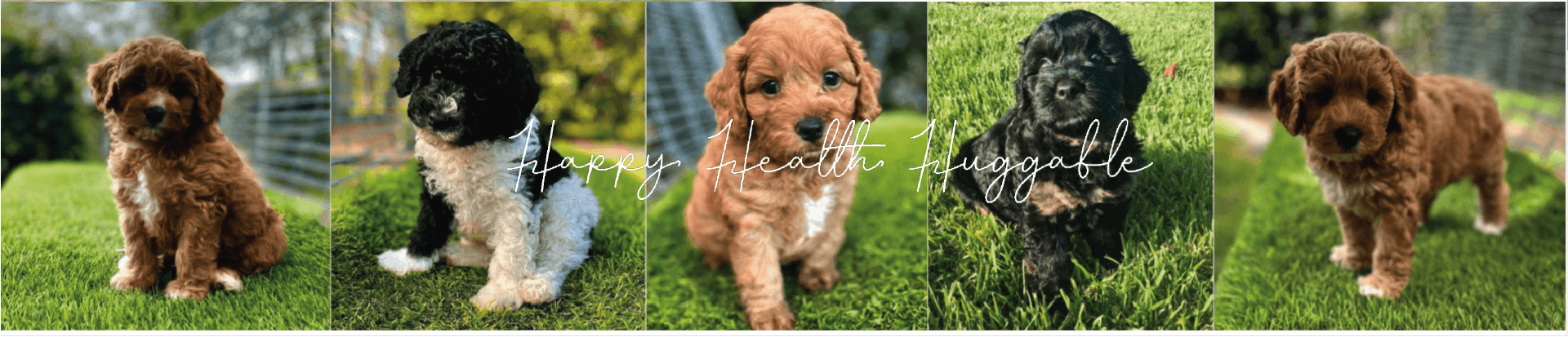 Our Dogs - Waterhill Cavoodles | Theodores
