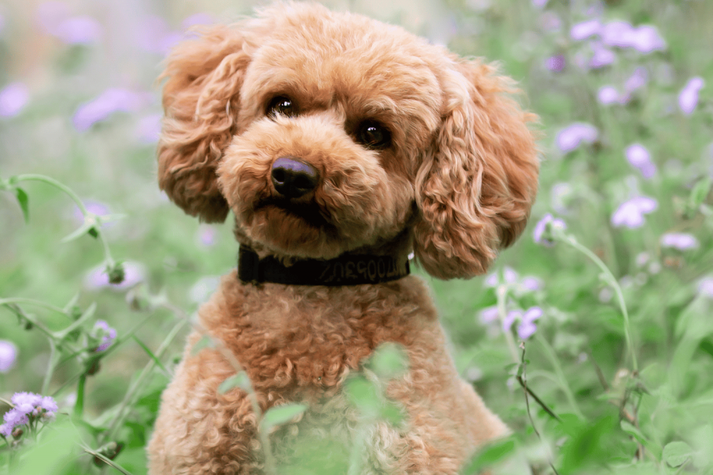 Our Girls – Waterhill Cavoodles | Theodores