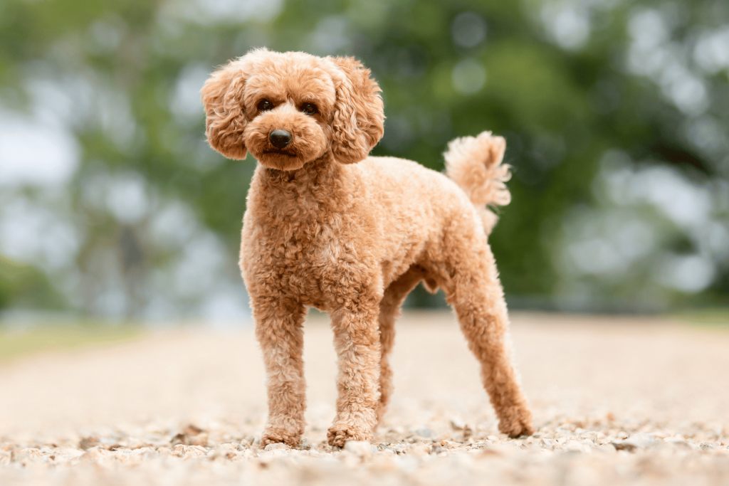 Our Girls – Waterhill Cavoodles | Theodores