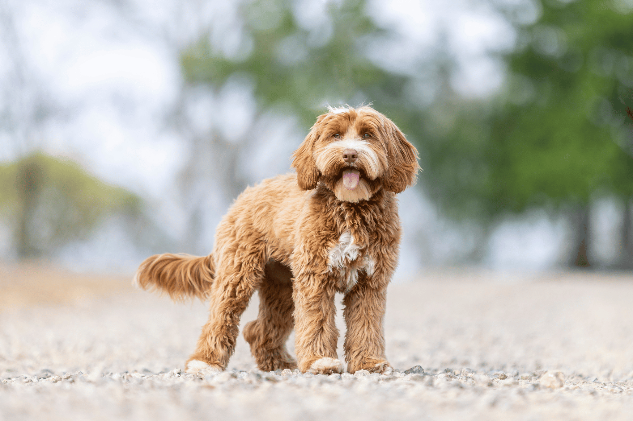 Blog - Waterhill Cavoodles | Theodores