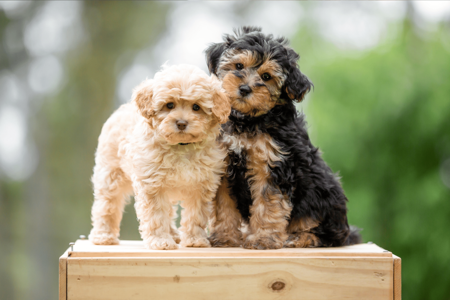 The Importance of Puppy Parasite Treatment - Waterhill Cavoodles ...