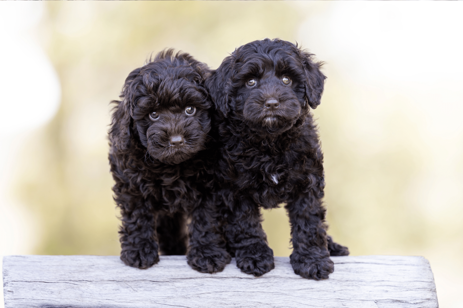 Matching DNA Color Traits to breed Chocolate Cavoodle Puppies ...