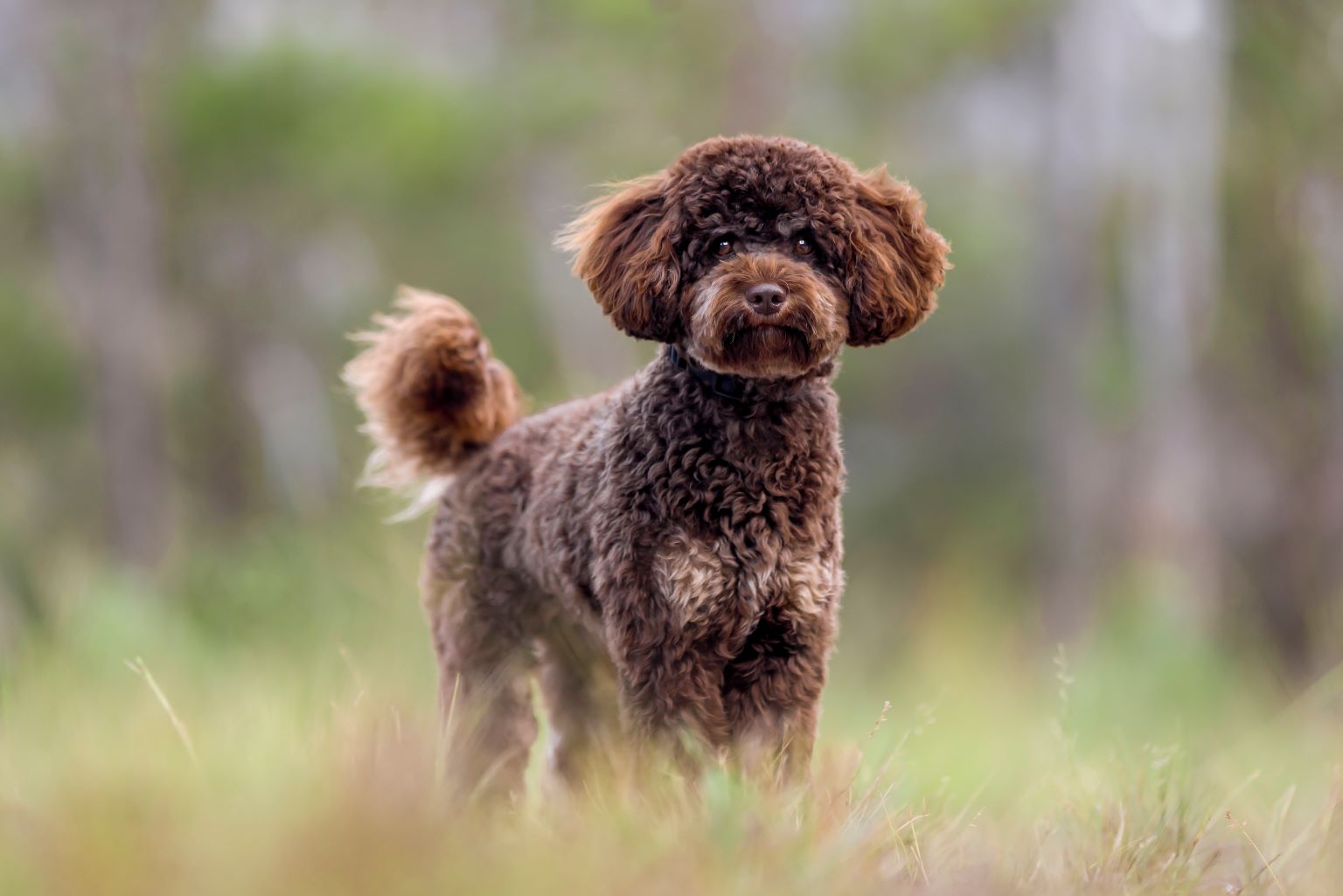 Planned Litters – Waterhill Cavoodles | Theodores