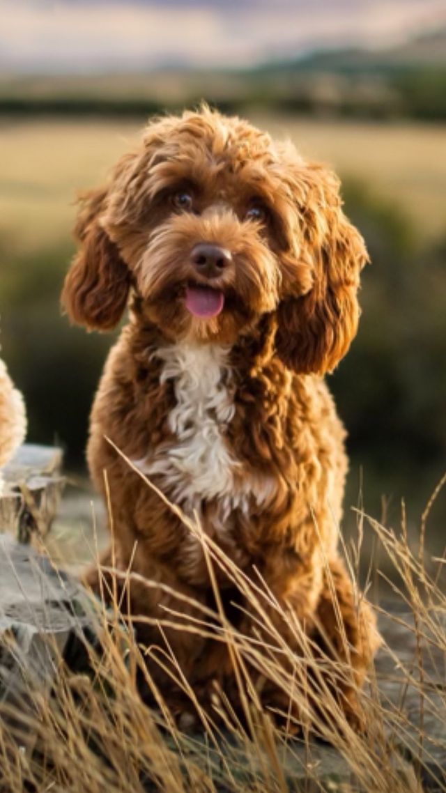Planned Litters – Waterhill Cavoodles | Theodores