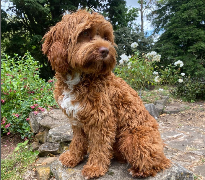 Current Litters – Waterhill Cavoodles | Theodores